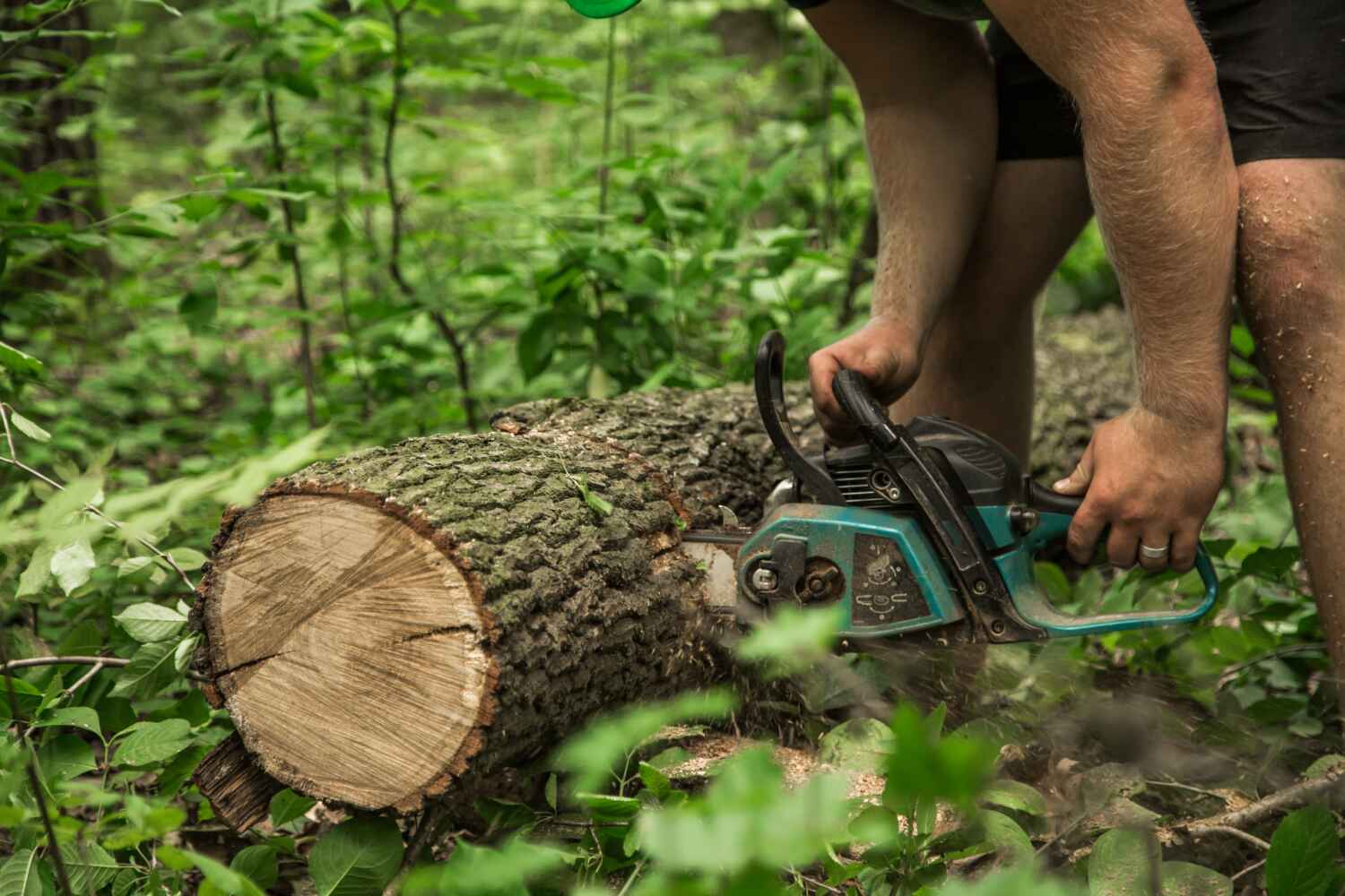 Certified Tree Service in Waukee, IA | Best Tree Trimming and Tree ...