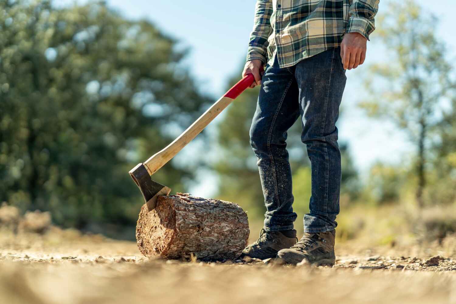 Professional Tree Trimming and Tree Removal in Fairfield, OH | Morris ...